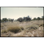 Scrub cattle at Nerrima Creek.