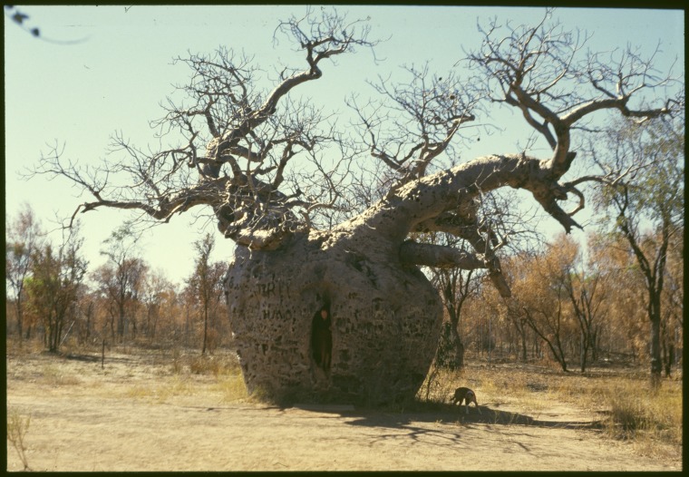 Derby Prison Tree, Western Australia. - JPG 146.8 KB