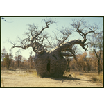 Derby Prison Tree, Western Australia.