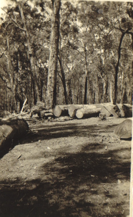 Alfred Gordon Dempsey collection of photographs. - JPG 126.1 KB