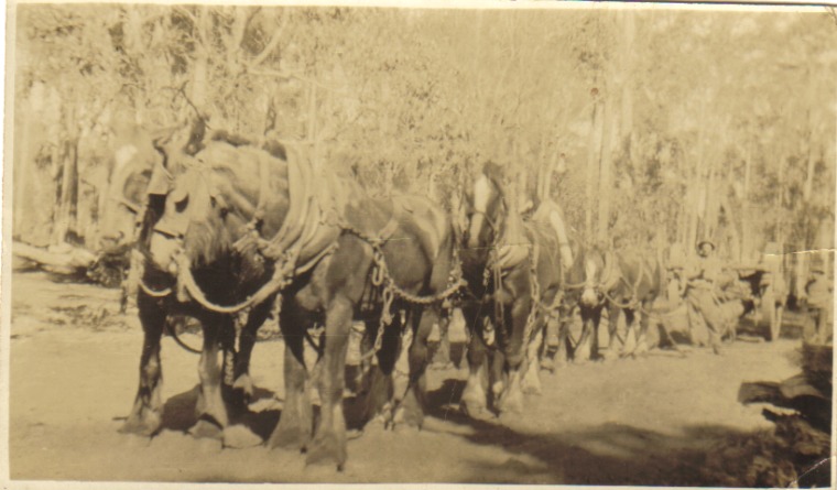 Alfred Gordon Dempsey collection of photographs. - JPG 80.9 KB