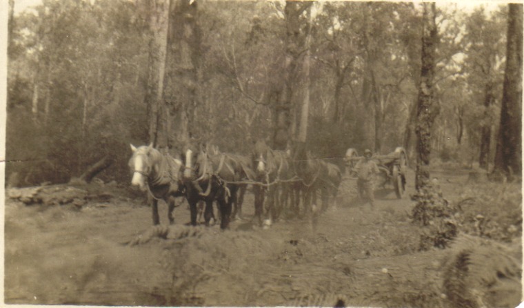 Alfred Gordon Dempsey collection of photographs. - JPG 81.1 KB