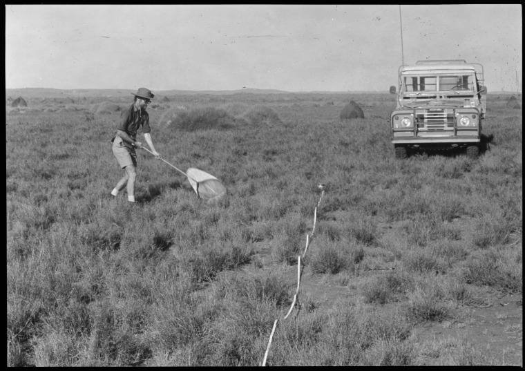 Harold Heatwole studying collecting ants and other insects on Barrow ...