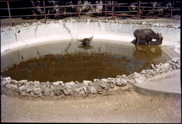 Animal exhibits at Perth Zoo, Western Australia. - JPG 117.0 KB