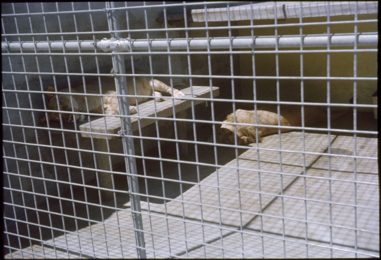 Animal exhibits at Perth Zoo, Western Australia. - State Library of ...