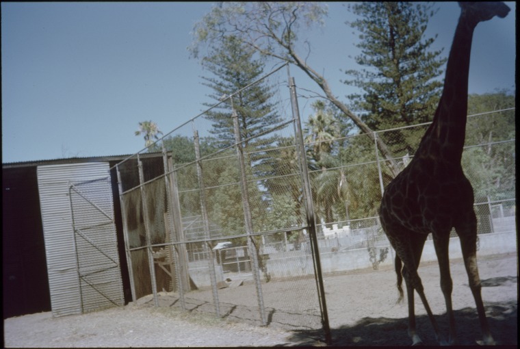 Animal exhibits at Perth Zoo, Western Australia. - JPG 102.2 KB