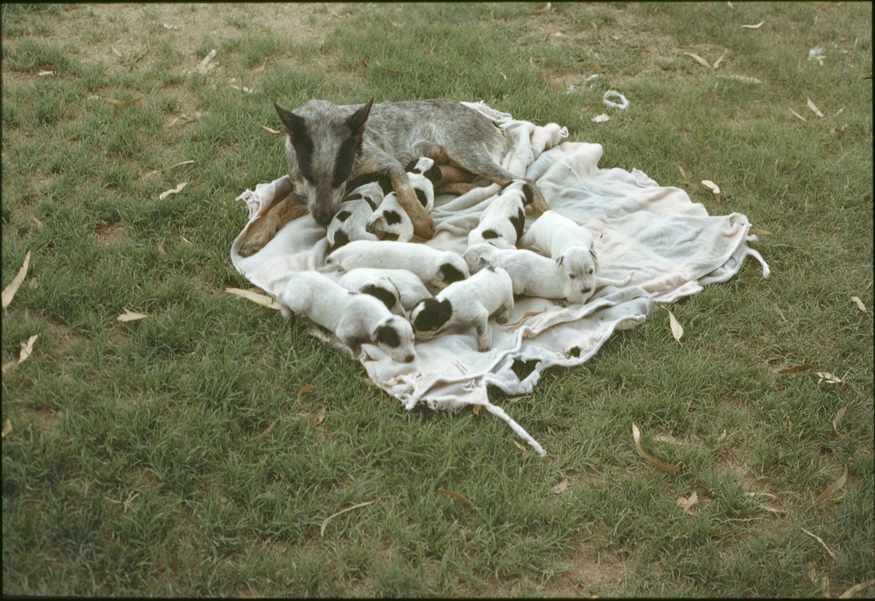 Alex Clark with the Lovell's dog Matilda and her puppies at the Lovell ...