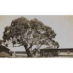 Site 2, Darley Camp, Victoria.