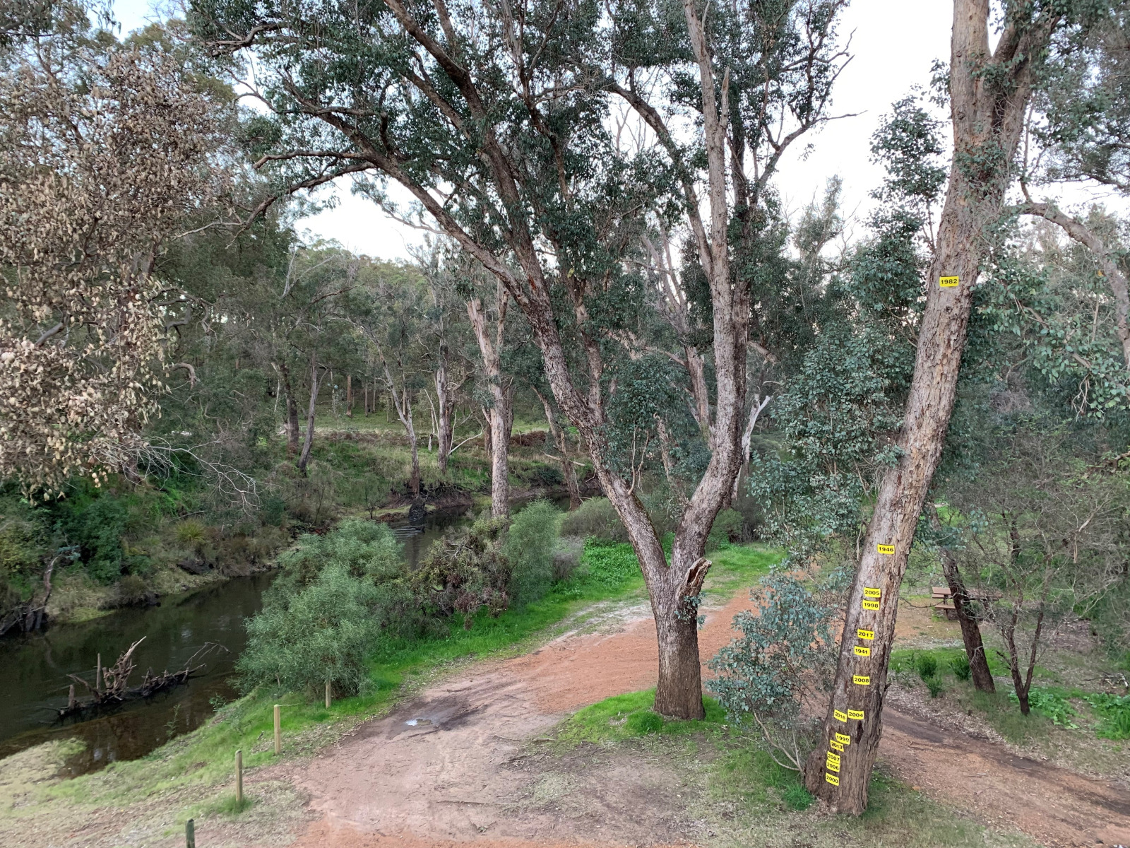 The Flood Tree, recording river levels in Nannup, 27 June 2020. - JPG 1 ...
