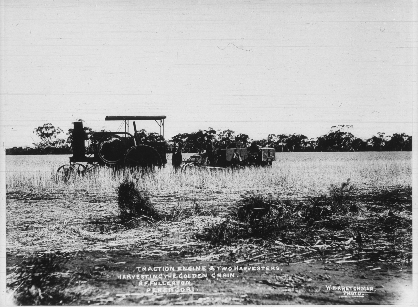 Traction engine & two harvesters harvesting the golden grain, R.F ...