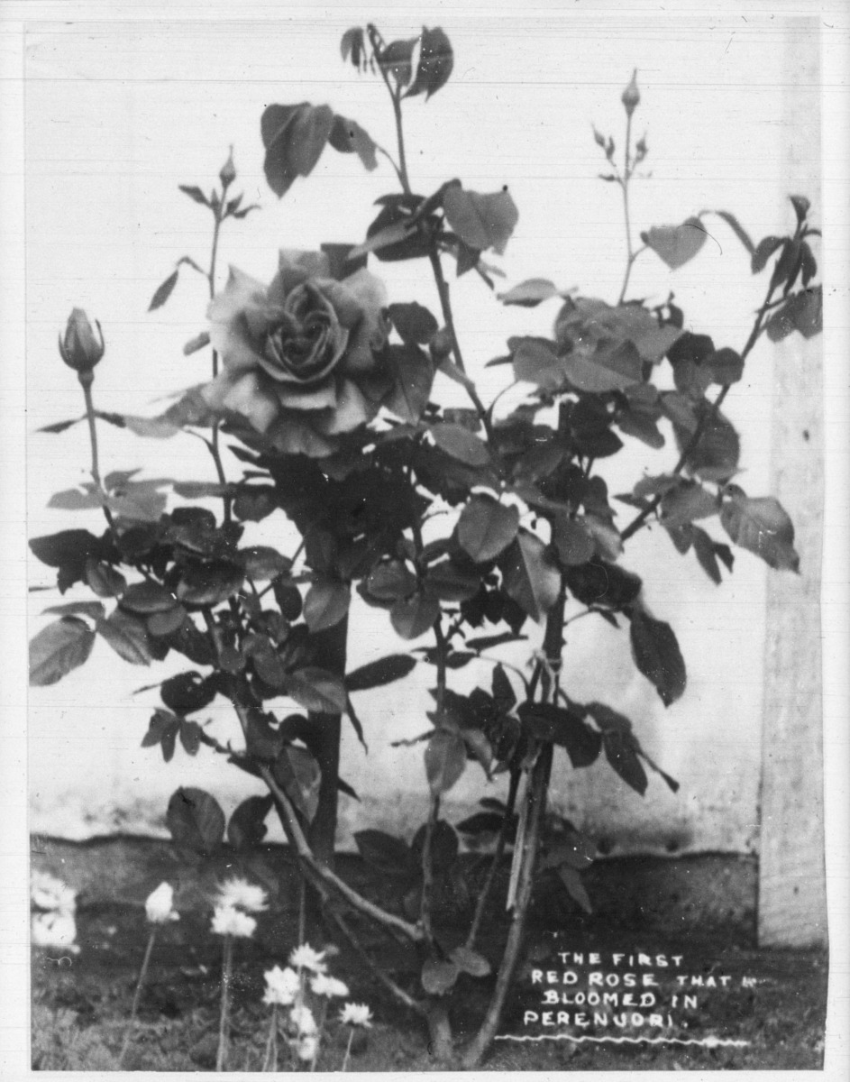 First roses bloom in the Kretchmar garden at Perenjori. - JPG 246.6 KB