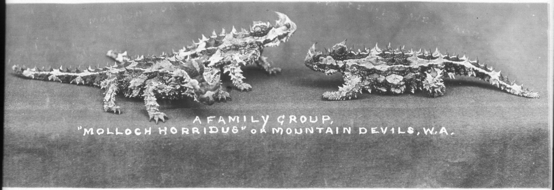 Moloch horridus or mountain devil, W.A. - JPG 305.7 KB