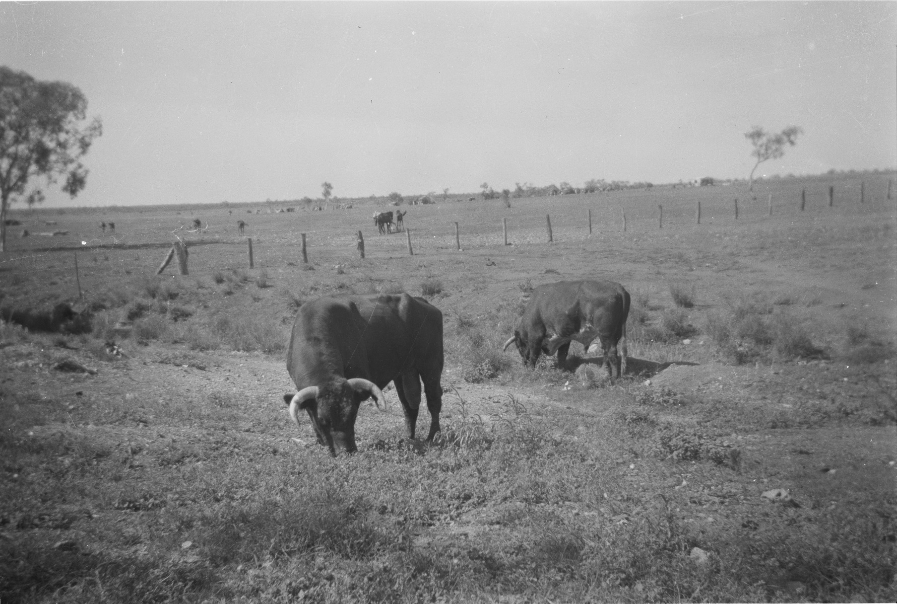 Shorthorn stud bulls on Moola Bulla Station. - JPG 585.4 KB