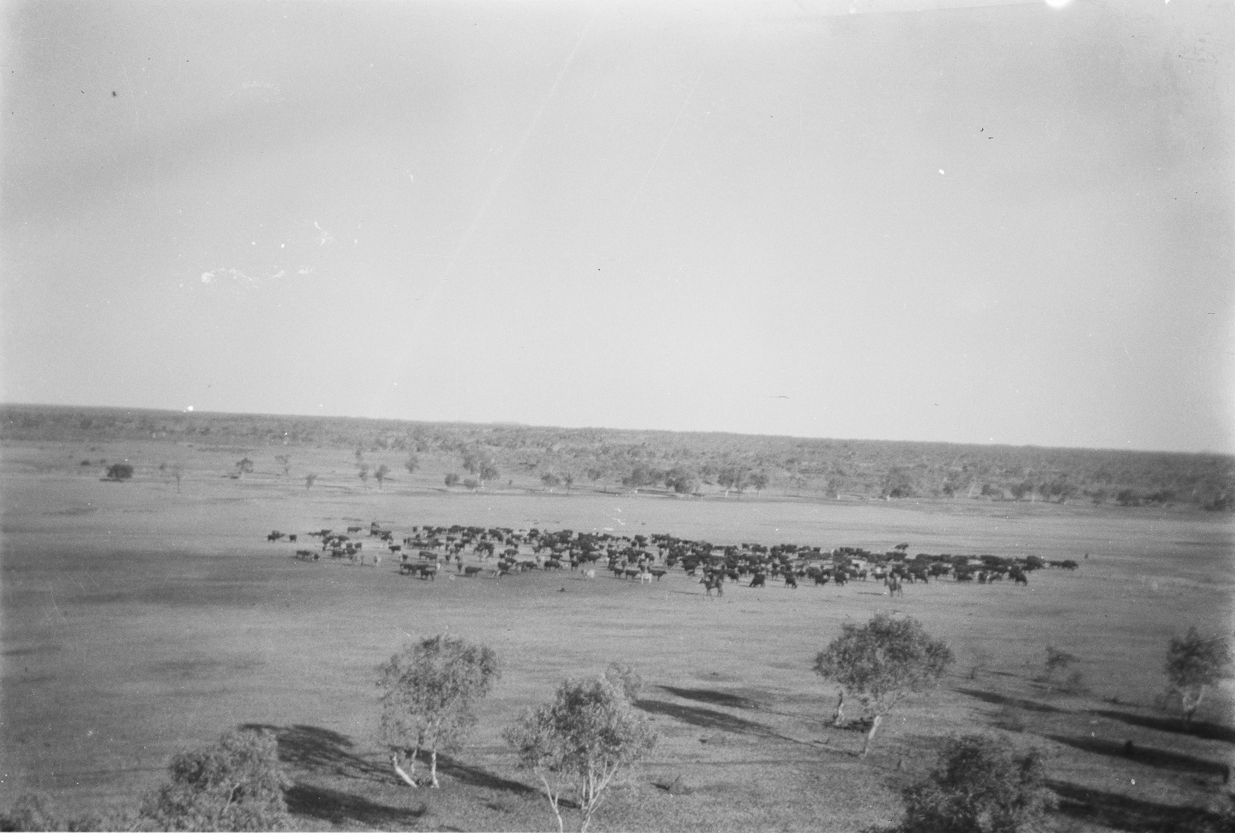 Mob of cattle from Margaret River Station passing through Moola Bulla ...
