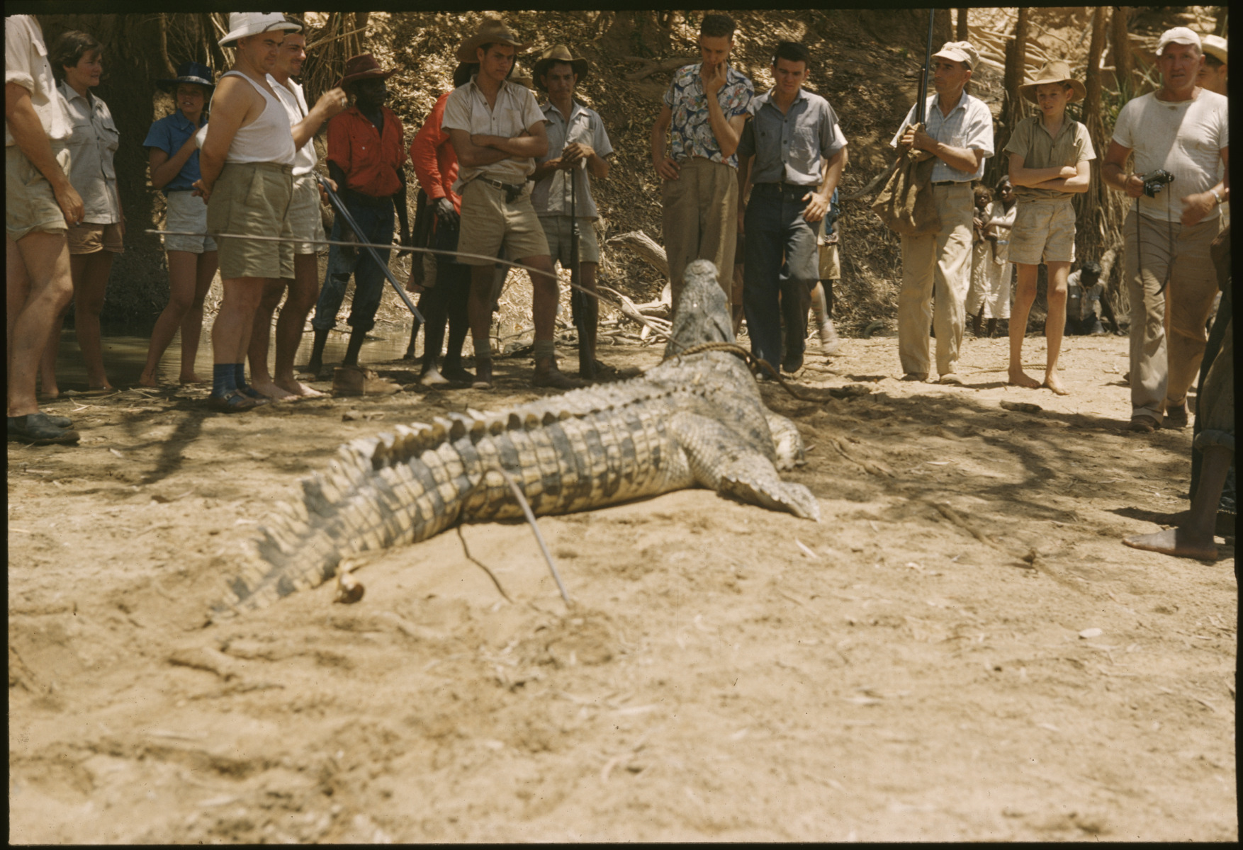 Crocodile on the Fitzroy River at Mount Anderson Station, Western ...